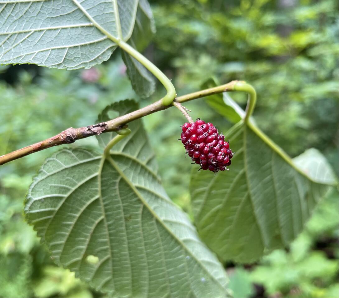 Red Mulberry | CMP Tree Selection Tool